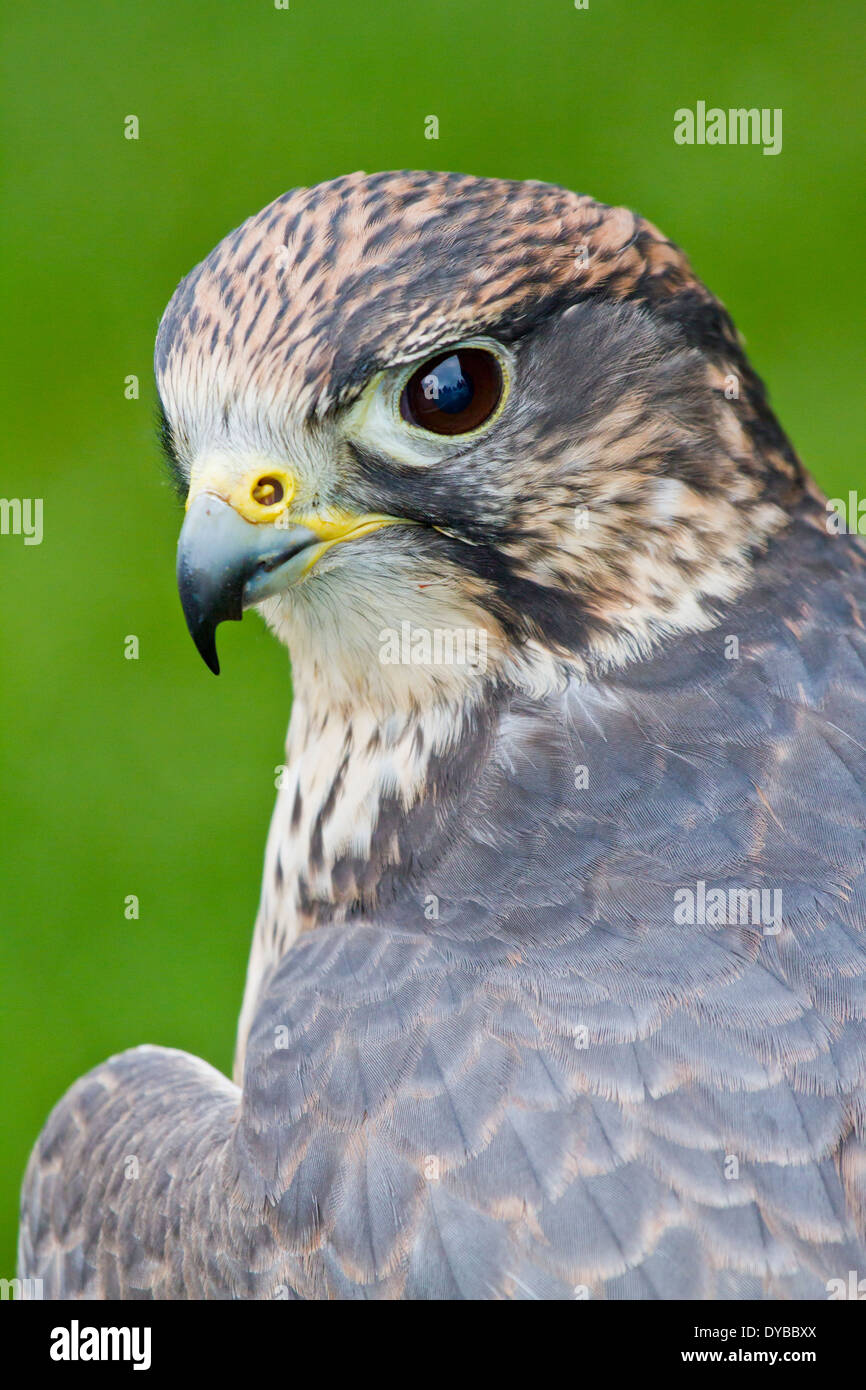 Lanner falcon wings hi-res stock photography and images - Alamy