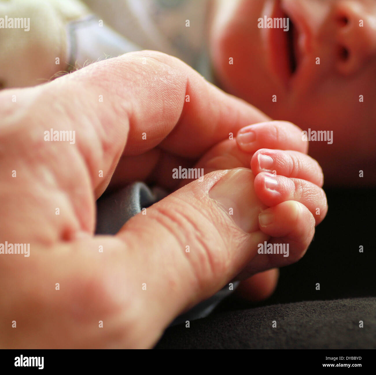 Baby brent hi-res stock photography and images - Alamy