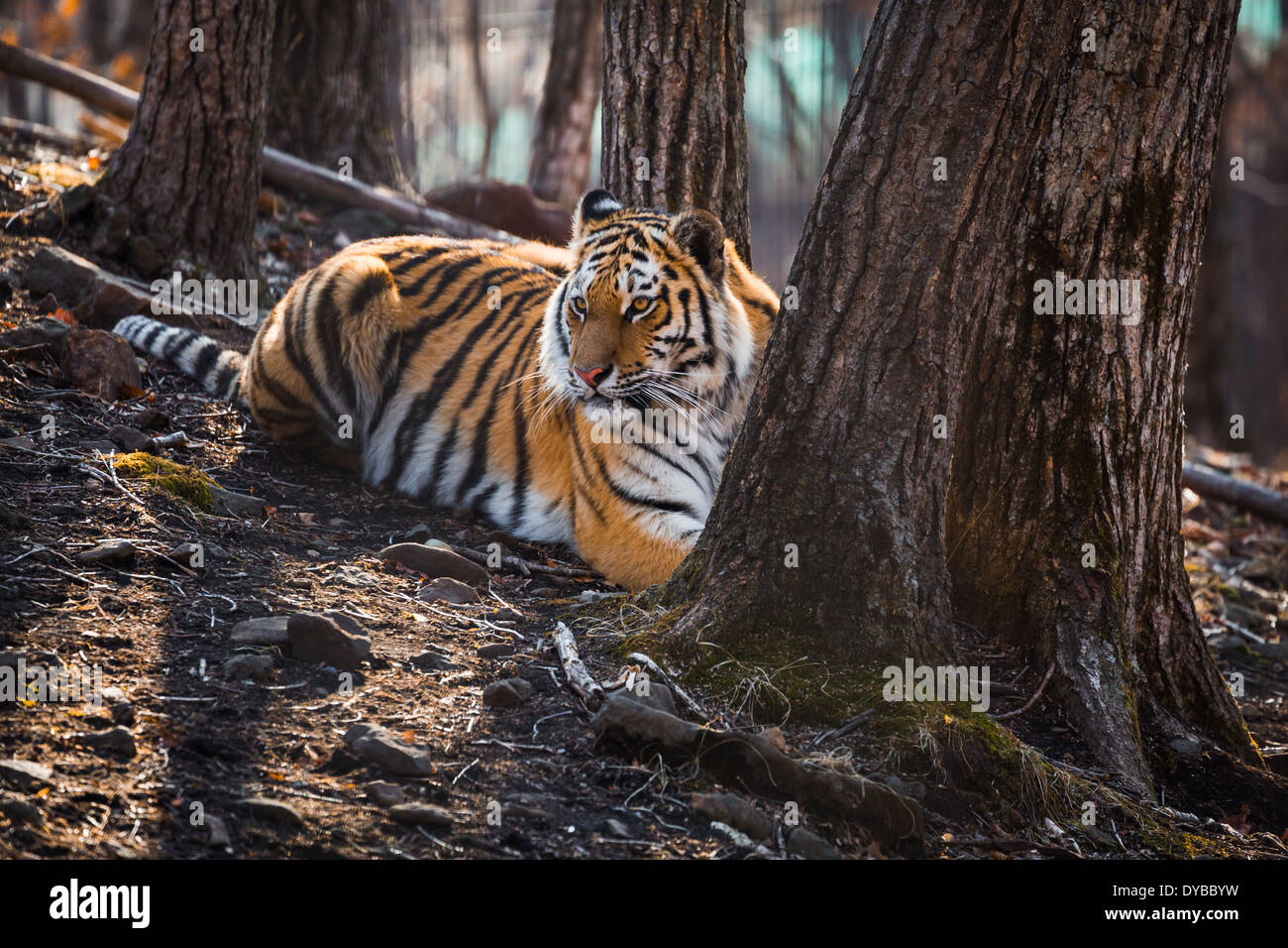 Amur animal endangered tiger hi-res stock photography and images - Alamy