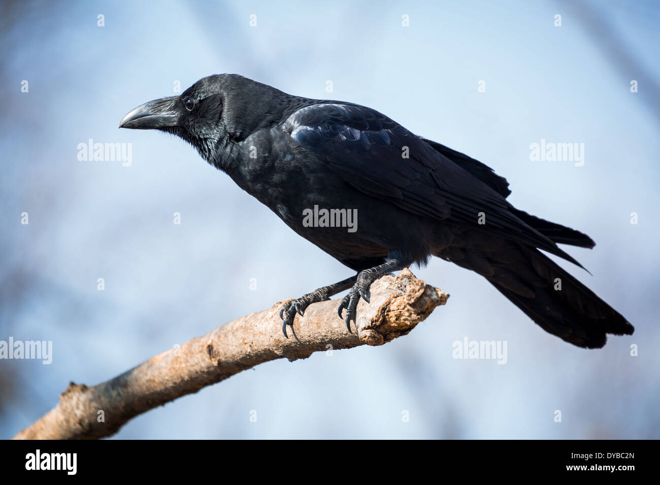 Beautiful black crow sitting on the branch Stock Photo - Alamy