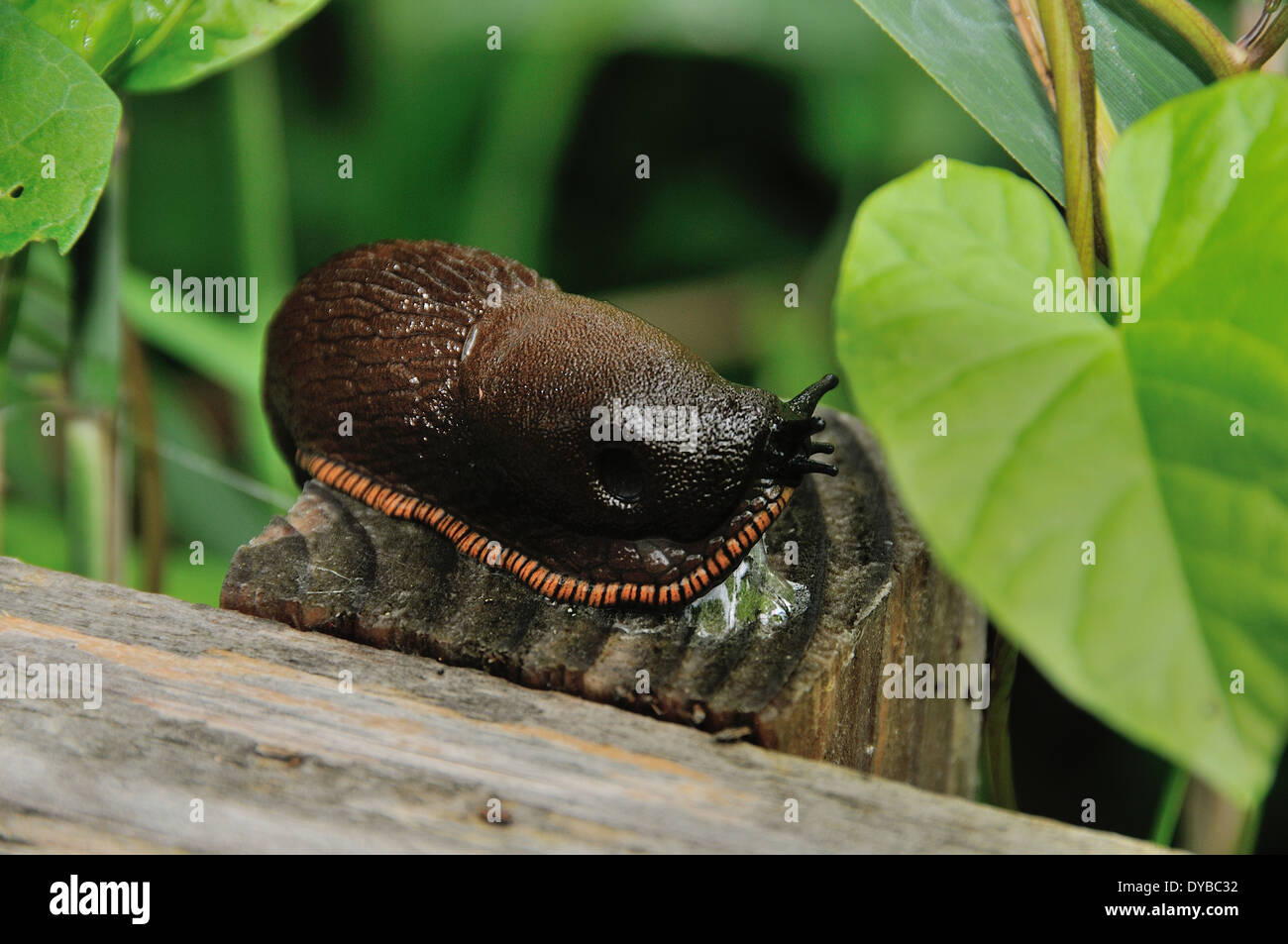 Slug walking hi-res stock photography and images - Alamy