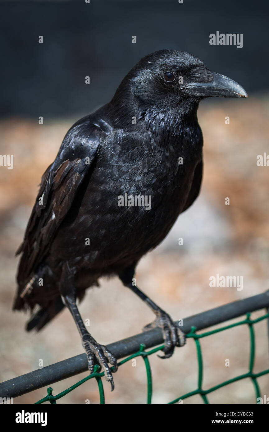 Beautiful black crow sitting on the branch Stock Photo - Alamy