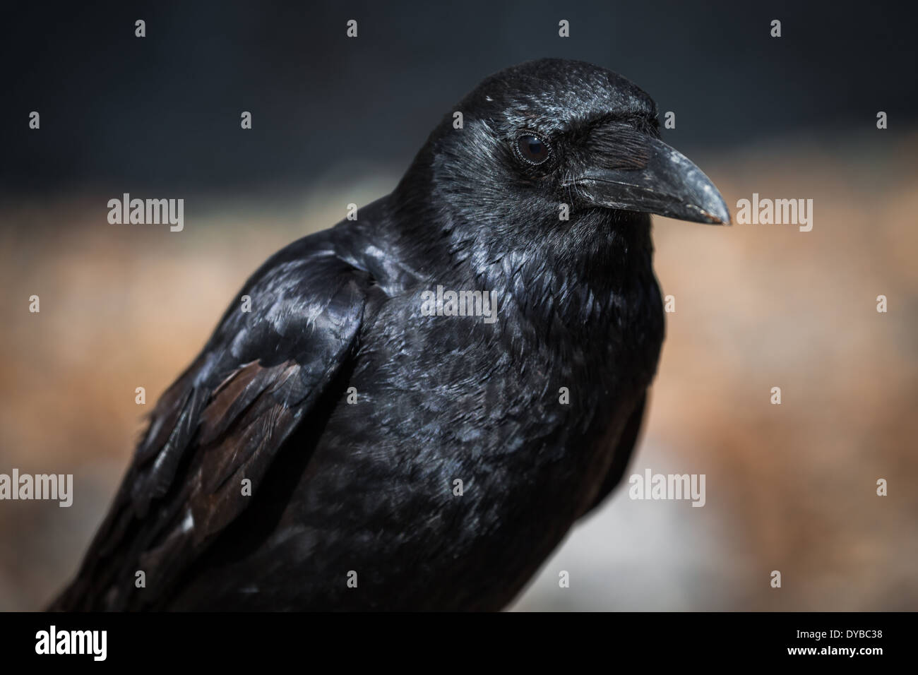 Beautiful black crow sitting on the branch Stock Photo - Alamy