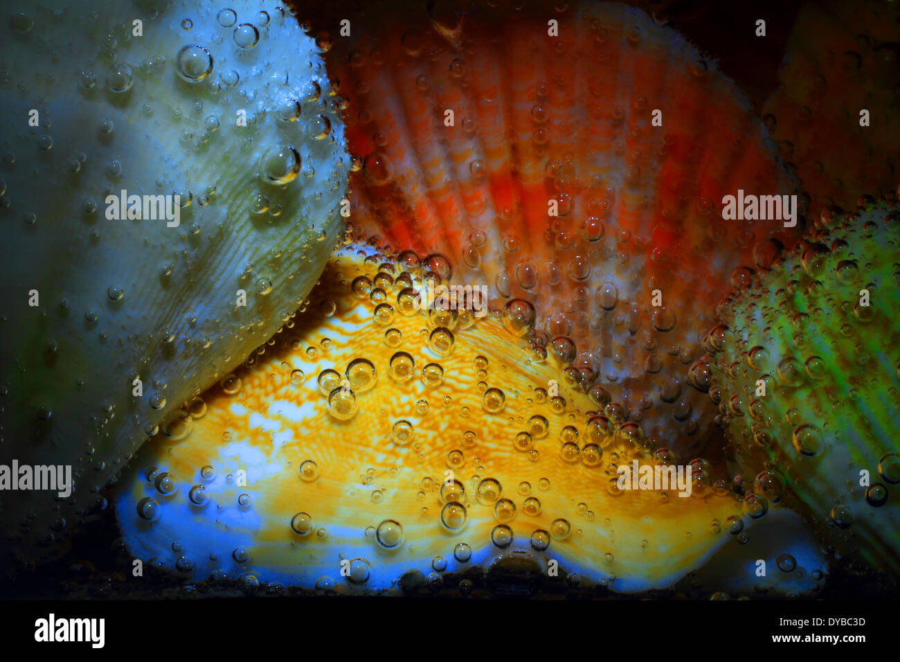 Colorful shells under water hi-res stock photography and images - Alamy