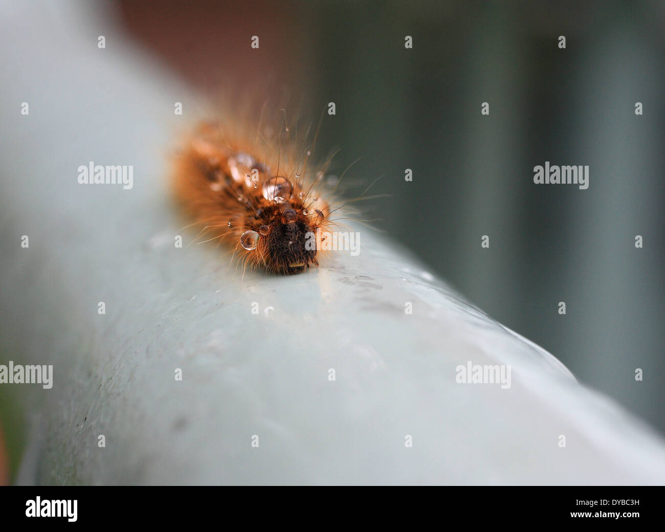 Caterpillar moving hi-res stock photography and images - Alamy