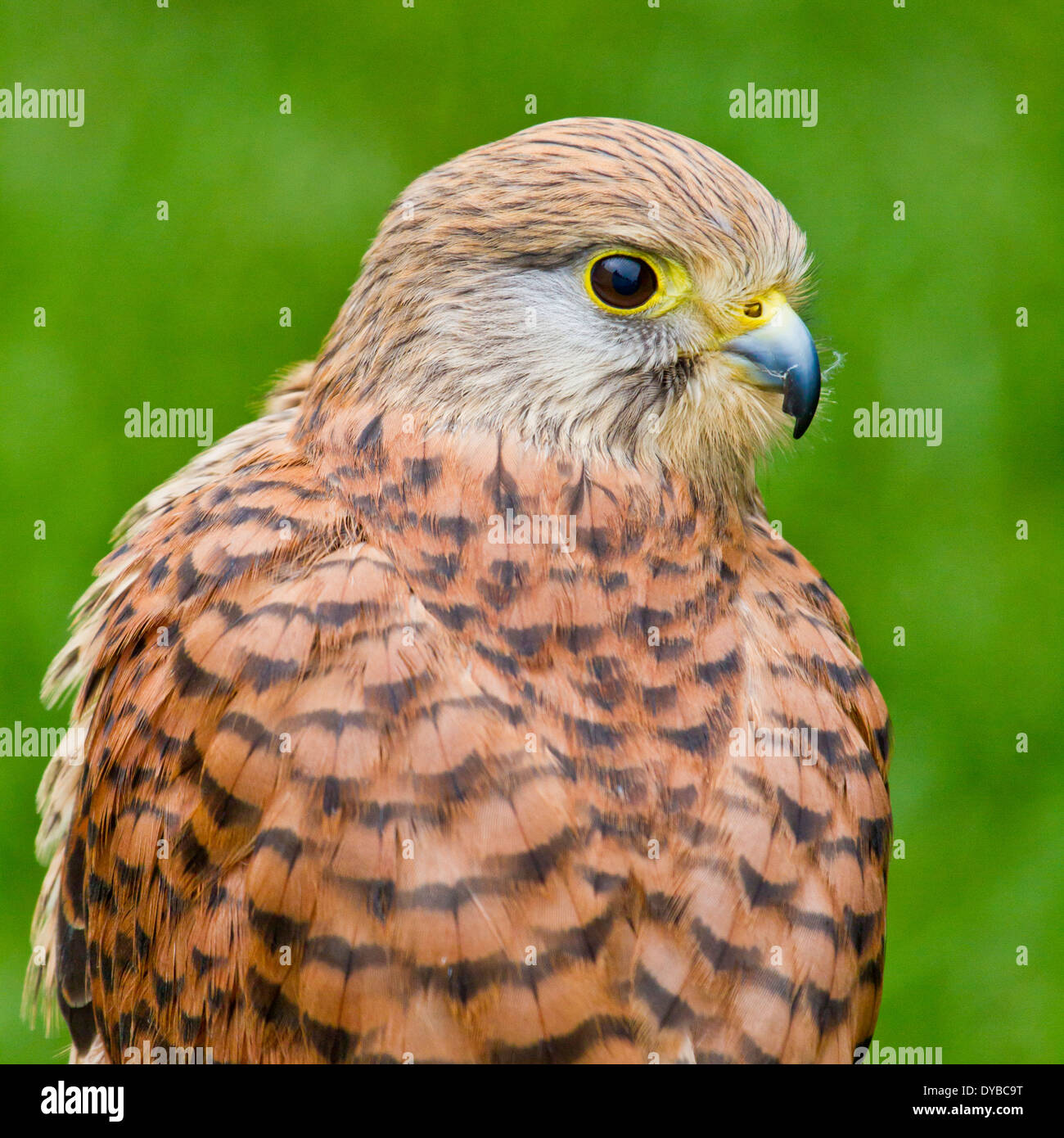 Kestrel feathers hi-res stock photography and images - Alamy
