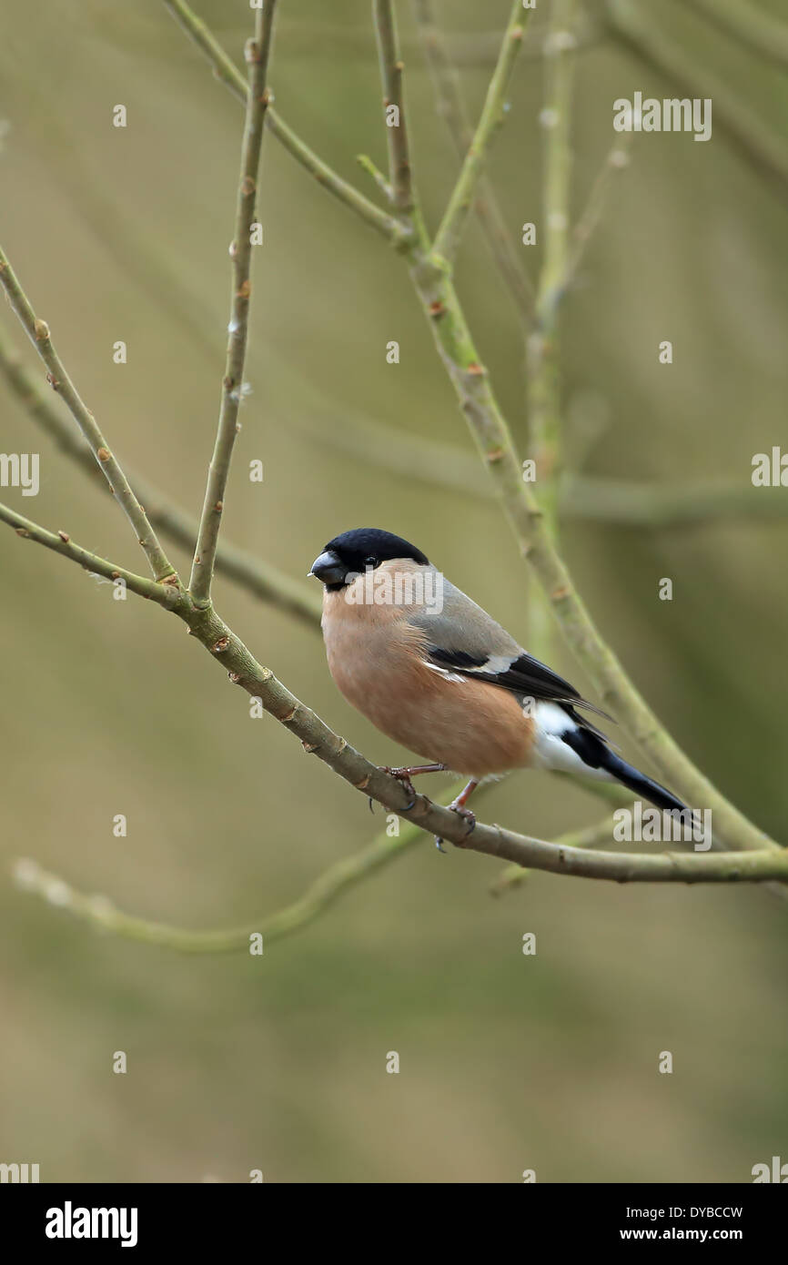 Bullfinch (Pyrrhula pyrrhula Stock Photo - Alamy