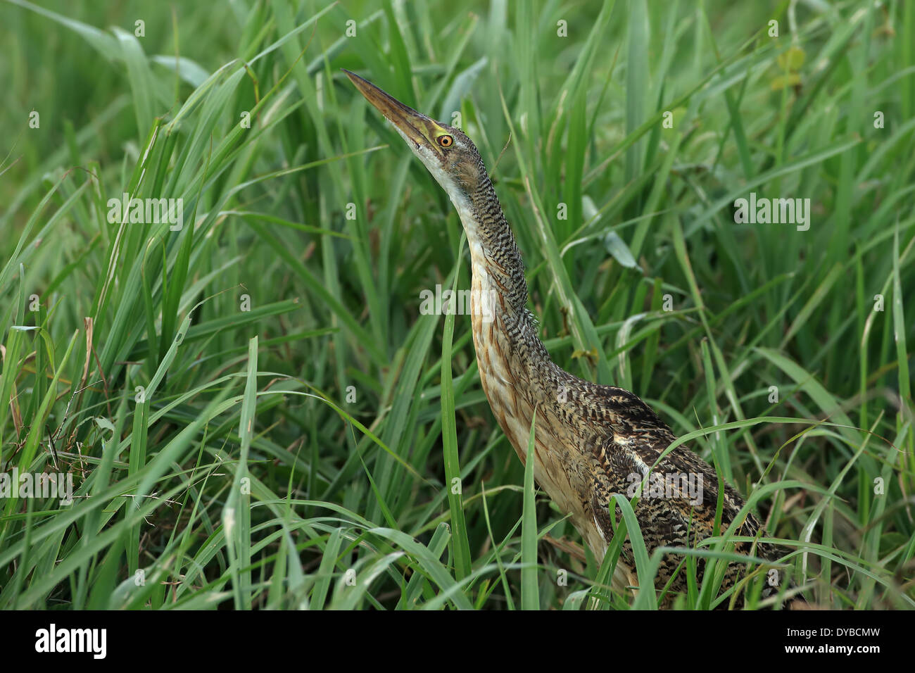 Pinnated Bittern (Botaurus pinnatus Stock Photo - Alamy