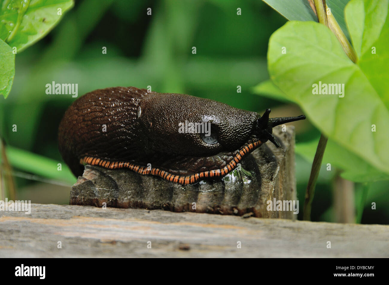 Slug walking hi-res stock photography and images - Alamy