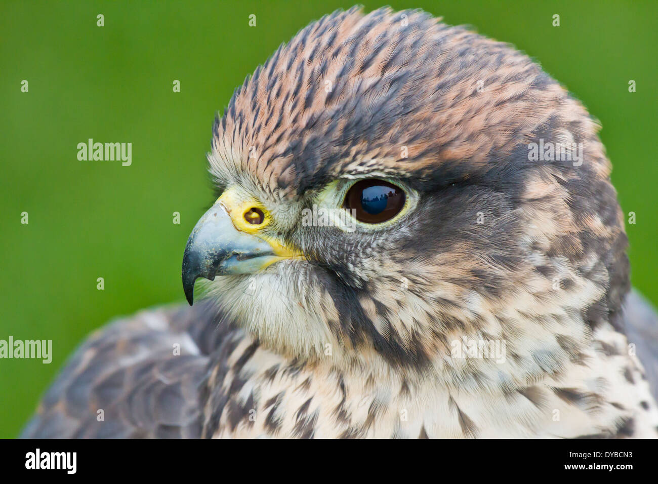 Lanner falcon wings hi-res stock photography and images - Alamy