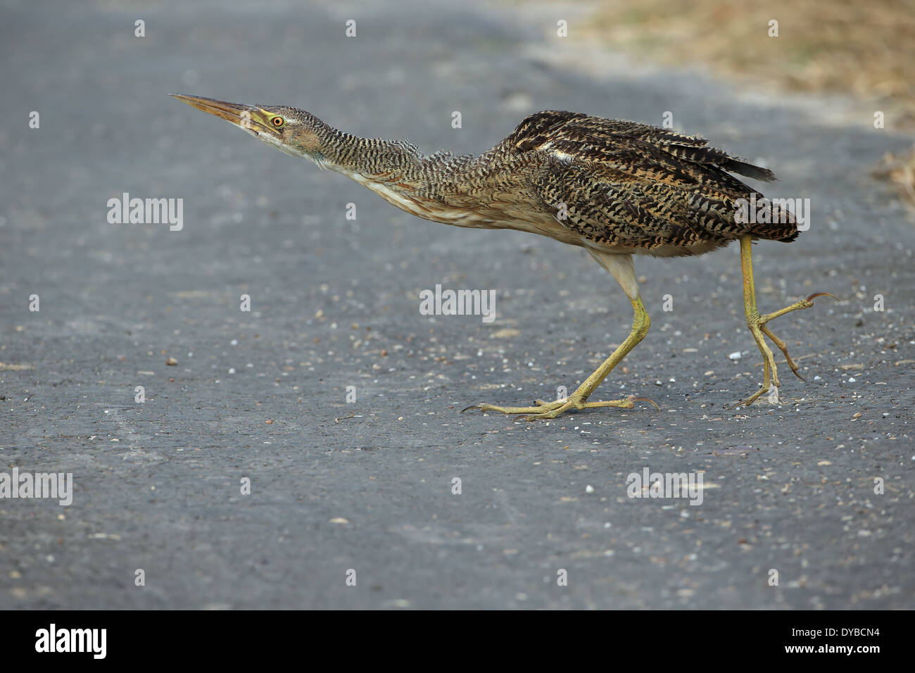 Pinnated Bittern (Botaurus pinnatus Stock Photo - Alamy