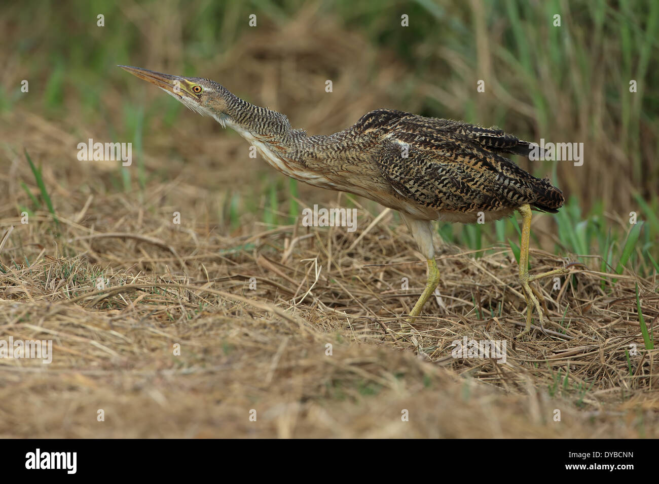 Pinnated Bittern (Botaurus pinnatus Stock Photo - Alamy