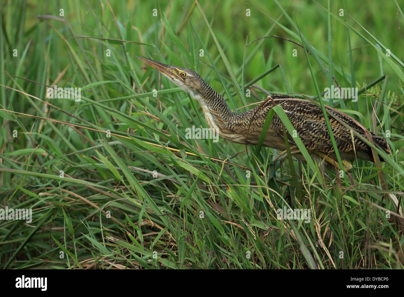 Pinnated bittern botaurus pinnatus hi-res stock photography and images ...
