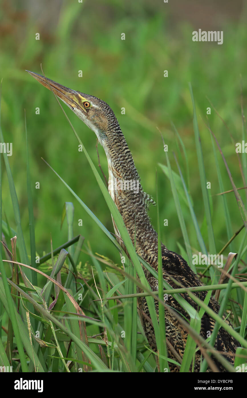 Pinnated bittern botaurus pinnatus hi-res stock photography and images ...