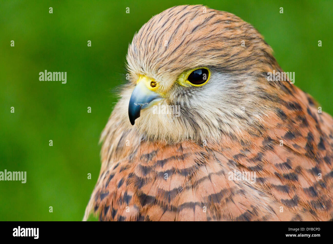 Kestrel feathers hi-res stock photography and images - Alamy