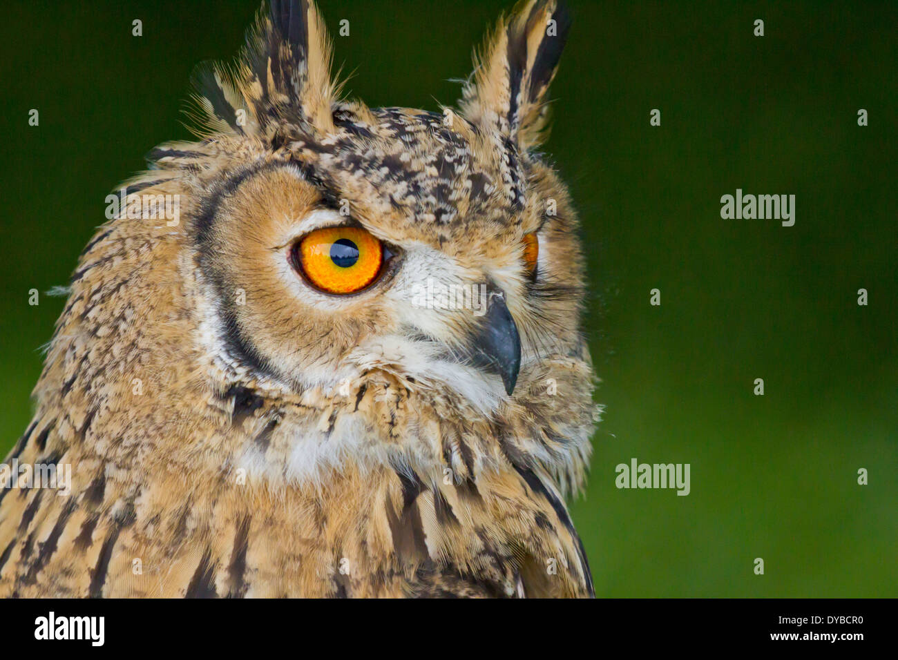Indian eagle hi-res stock photography and images - Alamy