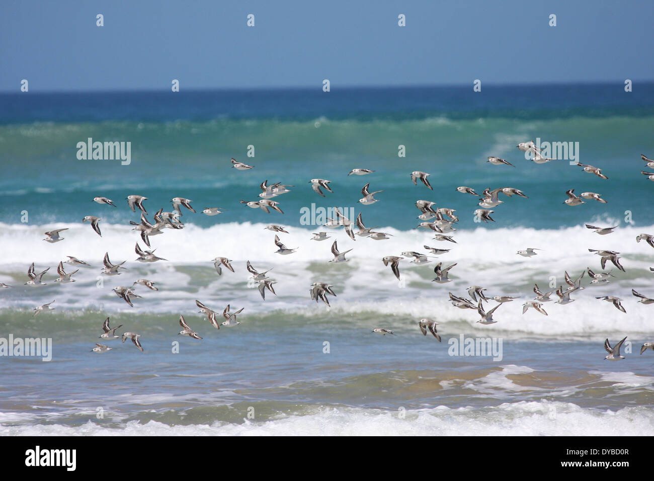 Sanderling in flight, Victoria coast, Australia, waves in background ...