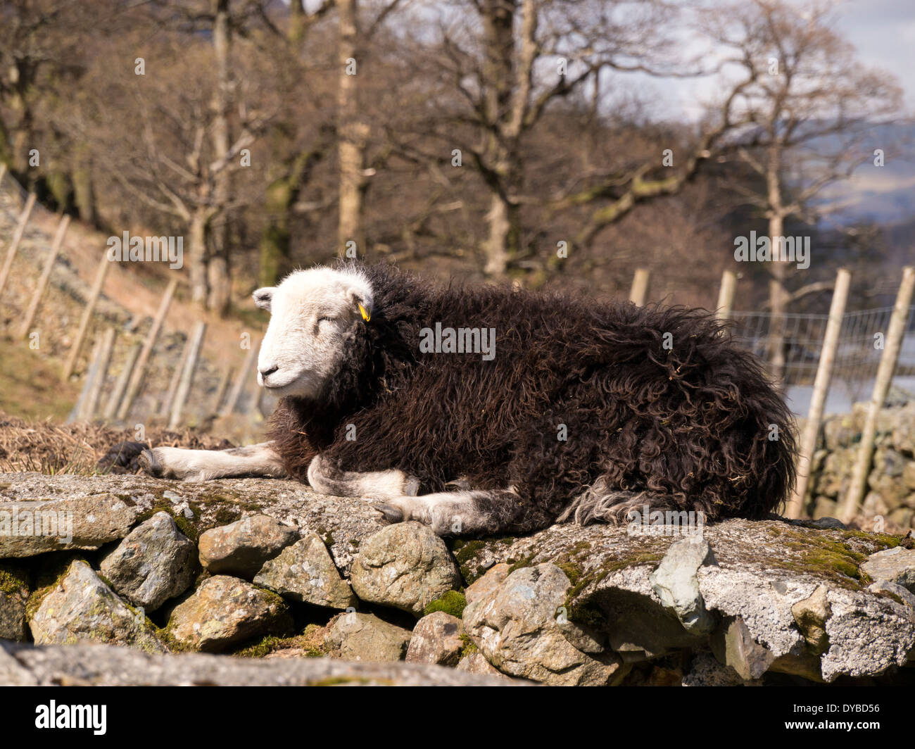 Black woolly Herdwick sheep with white face and legs lying on dry stone ...