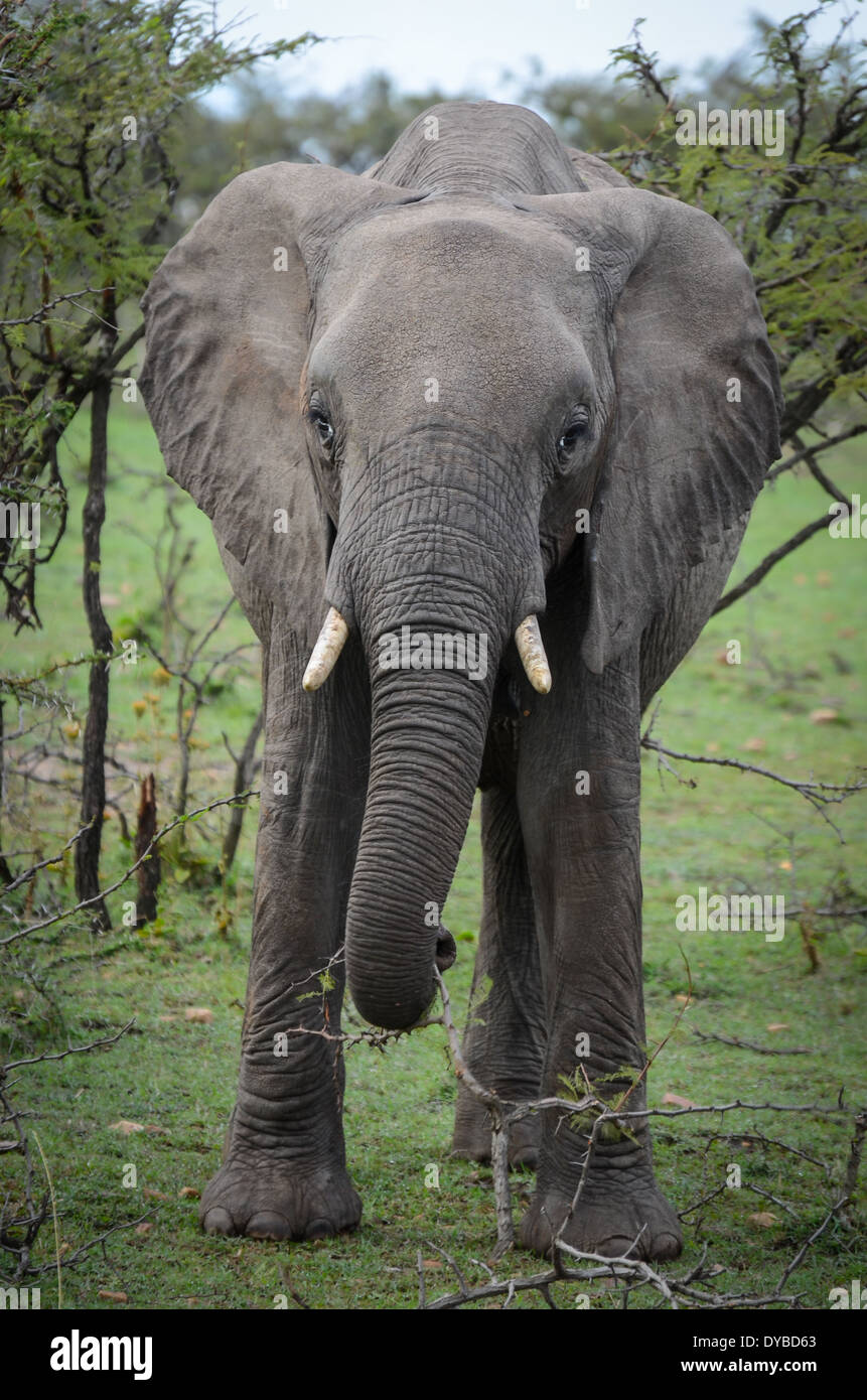 Ambles hi-res stock photography and images - Alamy