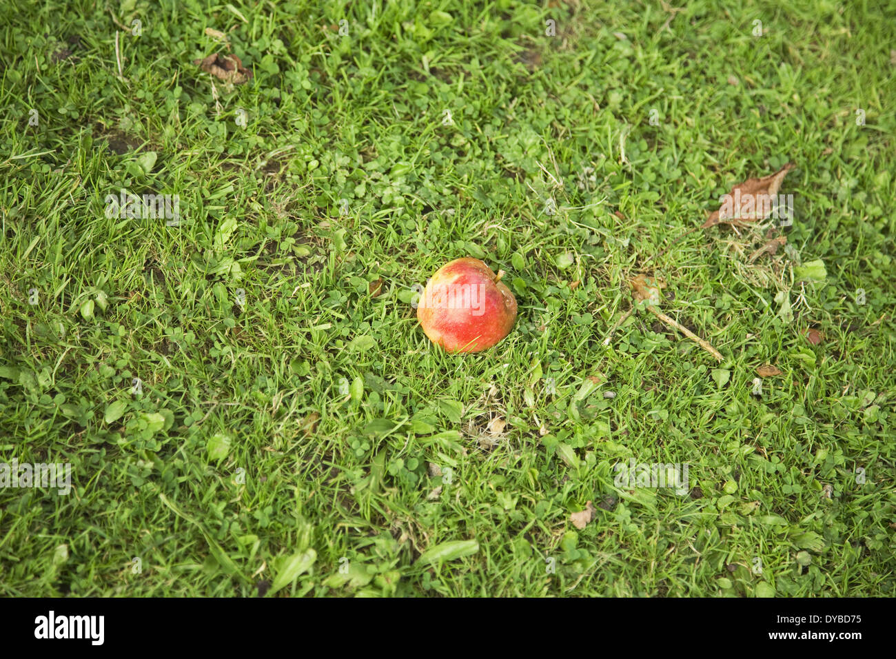 Red apple on grass hi-res stock photography and images - Alamy