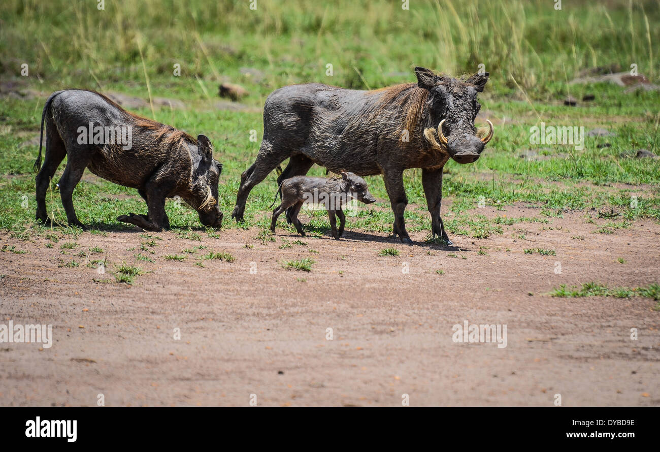 Warthog babies hi-res stock photography and images - Alamy