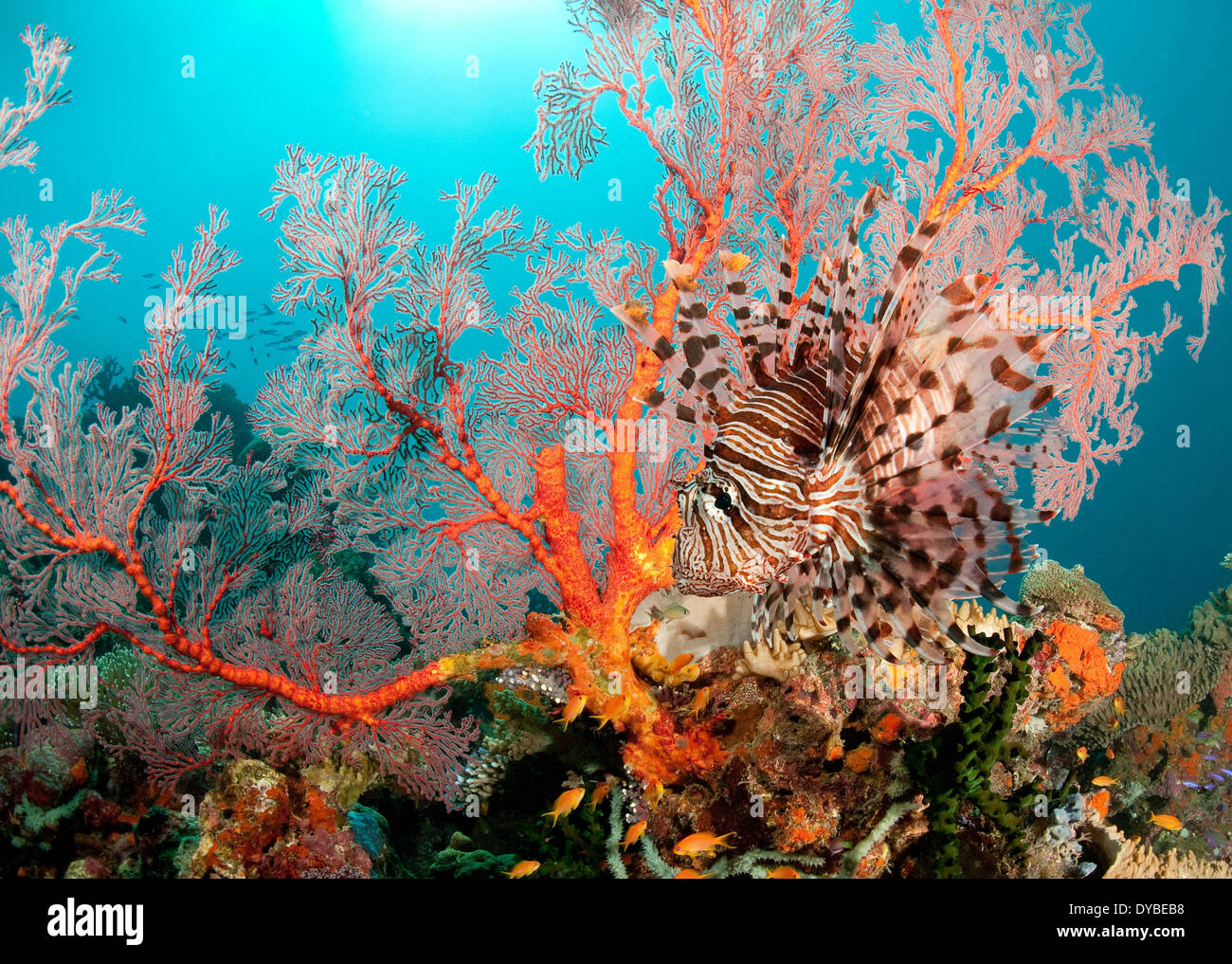 Coral bommie hi-res stock photography and images - Alamy