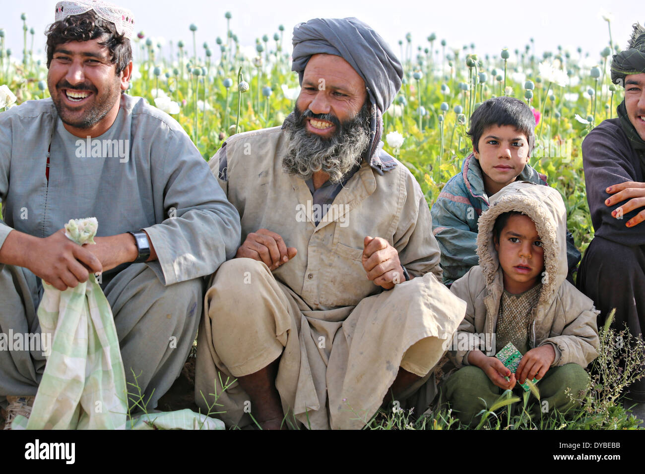 Afghan farmers rest in their opium poppy fields April 12, 2014 in ...
