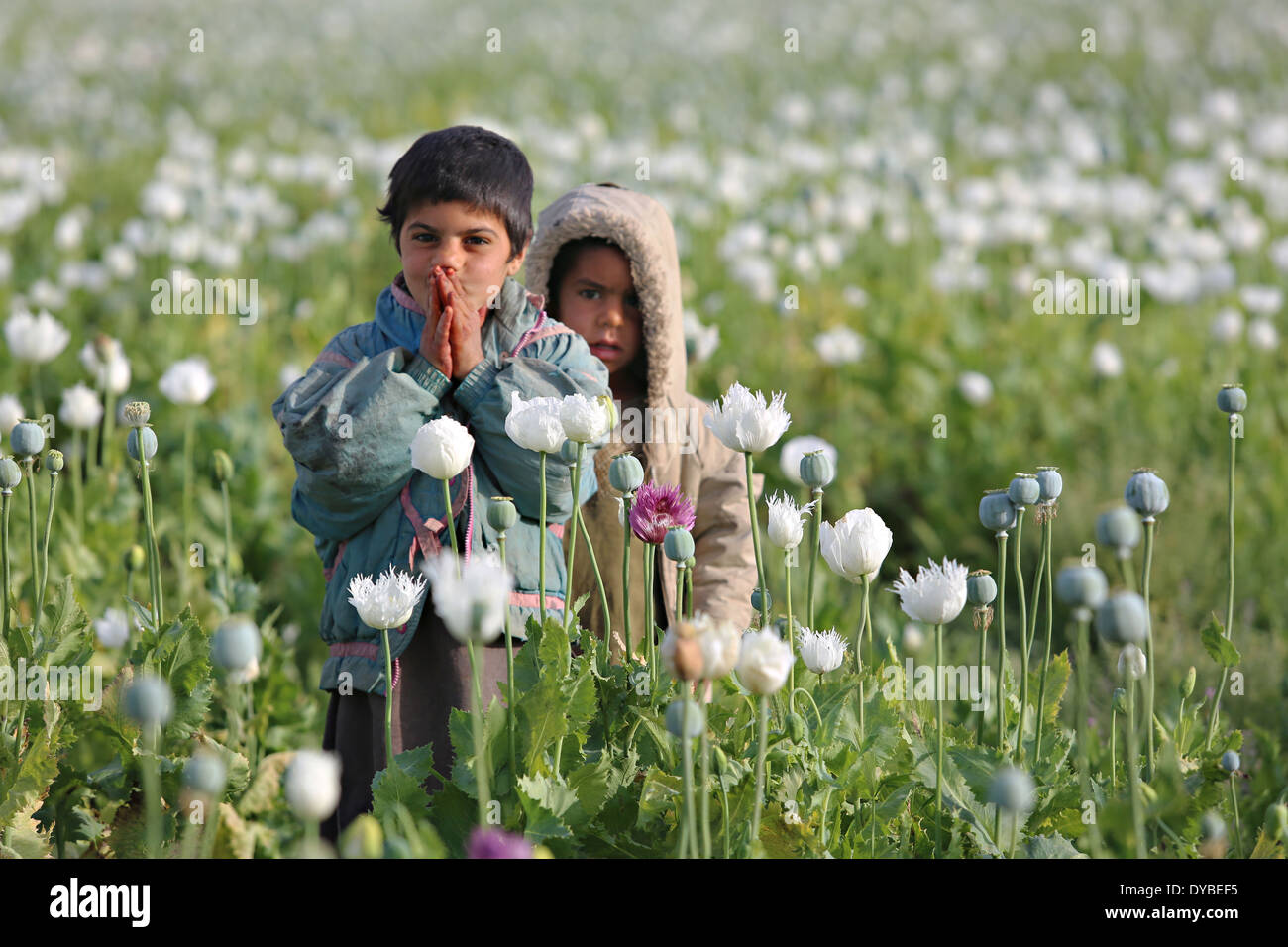 Afghan children work in a opium poppy field April 12, 2014 in Passau ...
