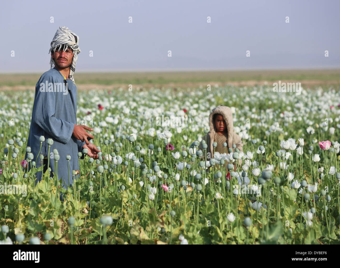 Opium poppy afghanistan hi-res stock photography and images - Alamy