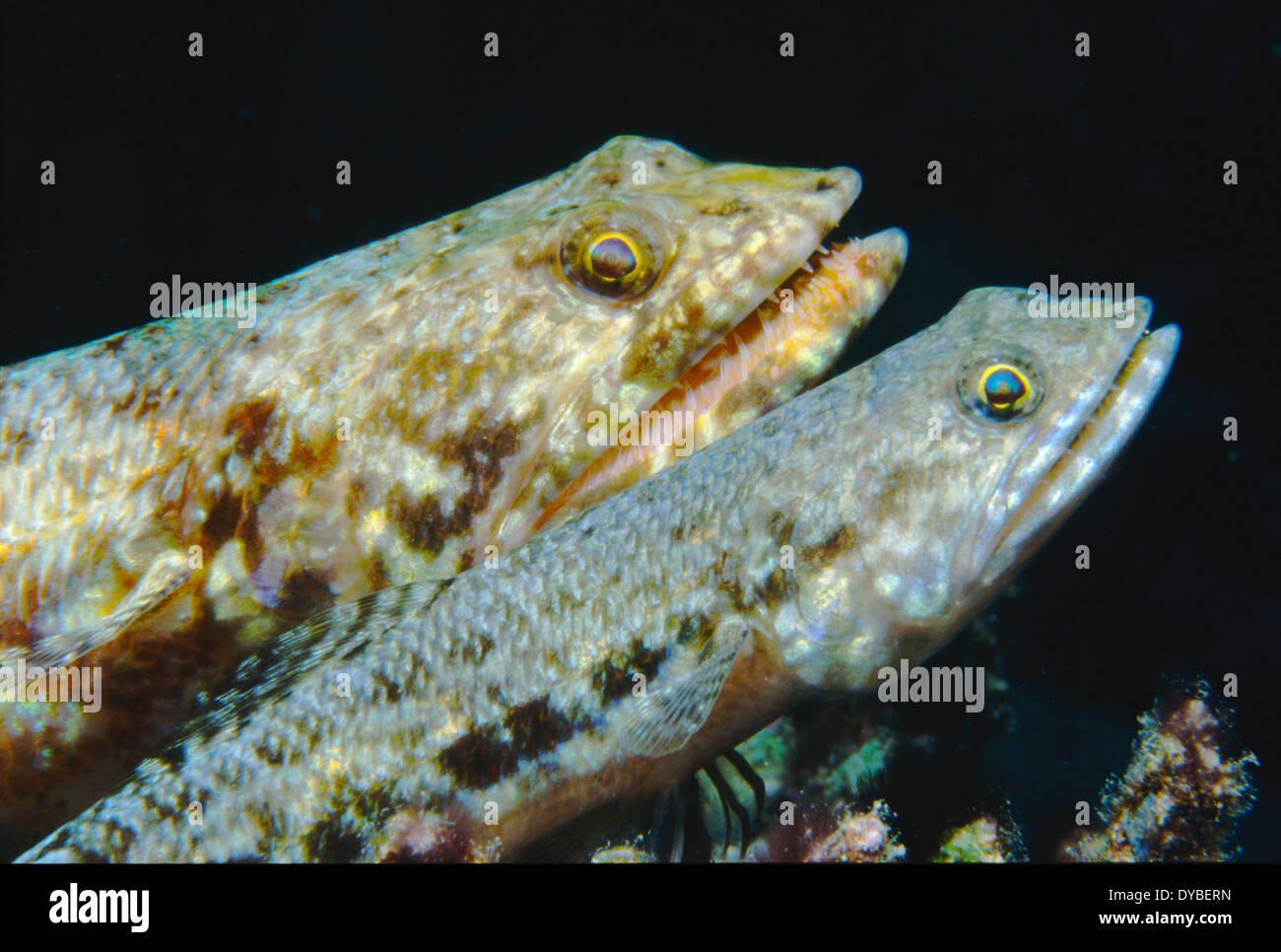 Variegated Lizardfish, Agincourt Reef, Great Barrier Reef off Port ...