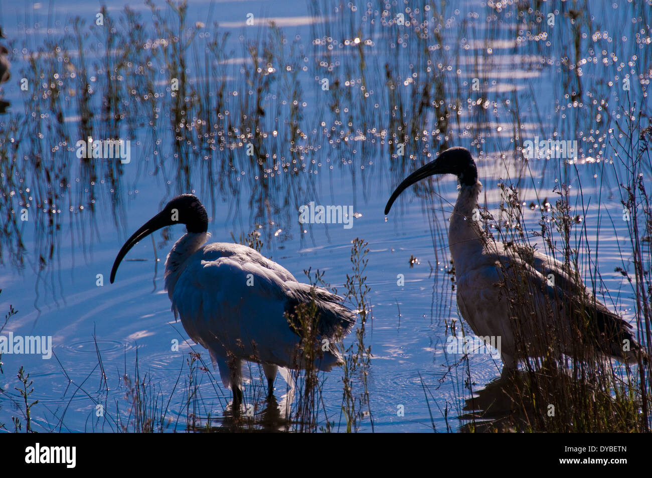 Australian white ibis hi-res stock photography and images - Alamy