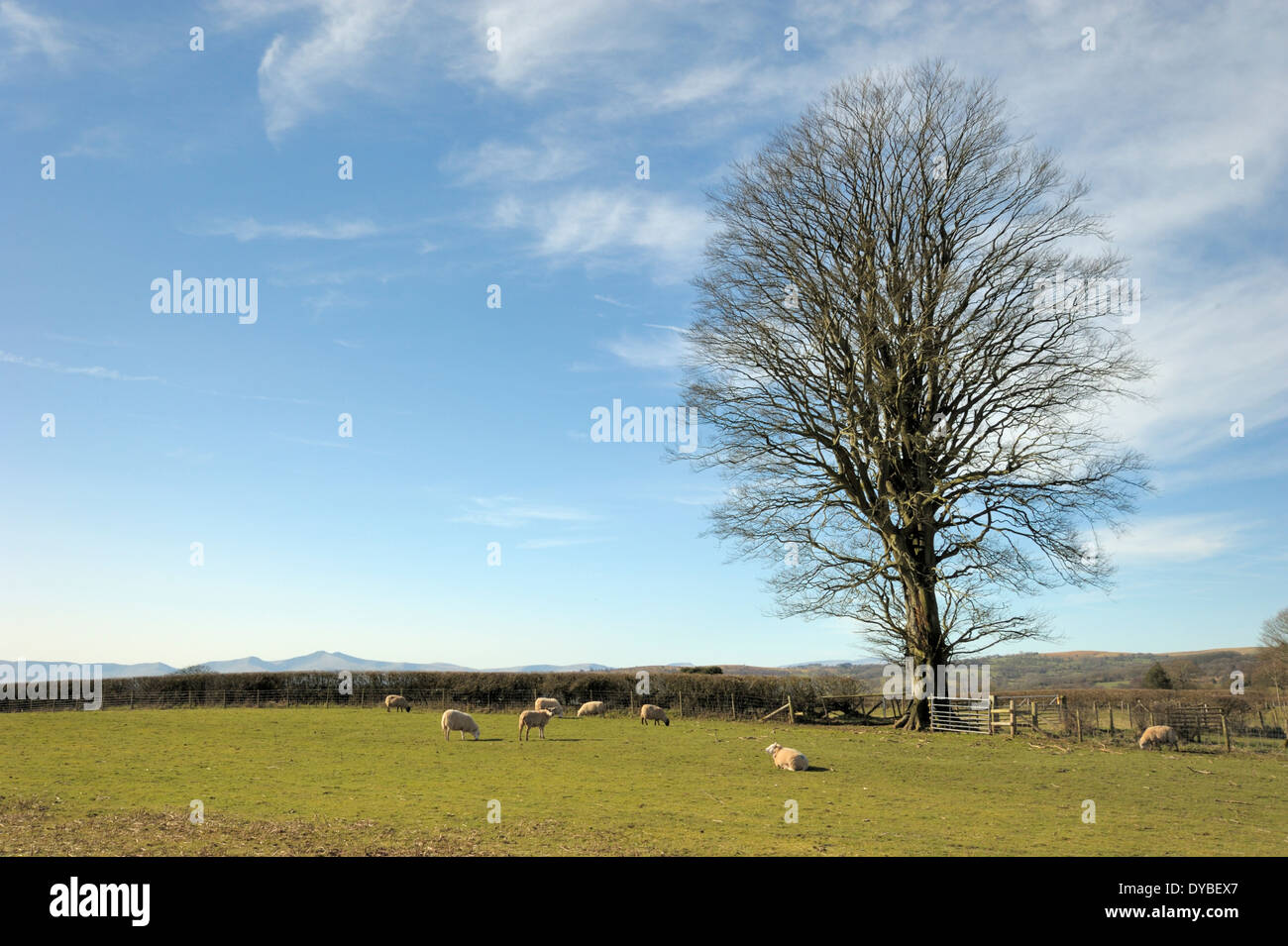 Big Beech Tree on a High Common Stock Photo - Alamy