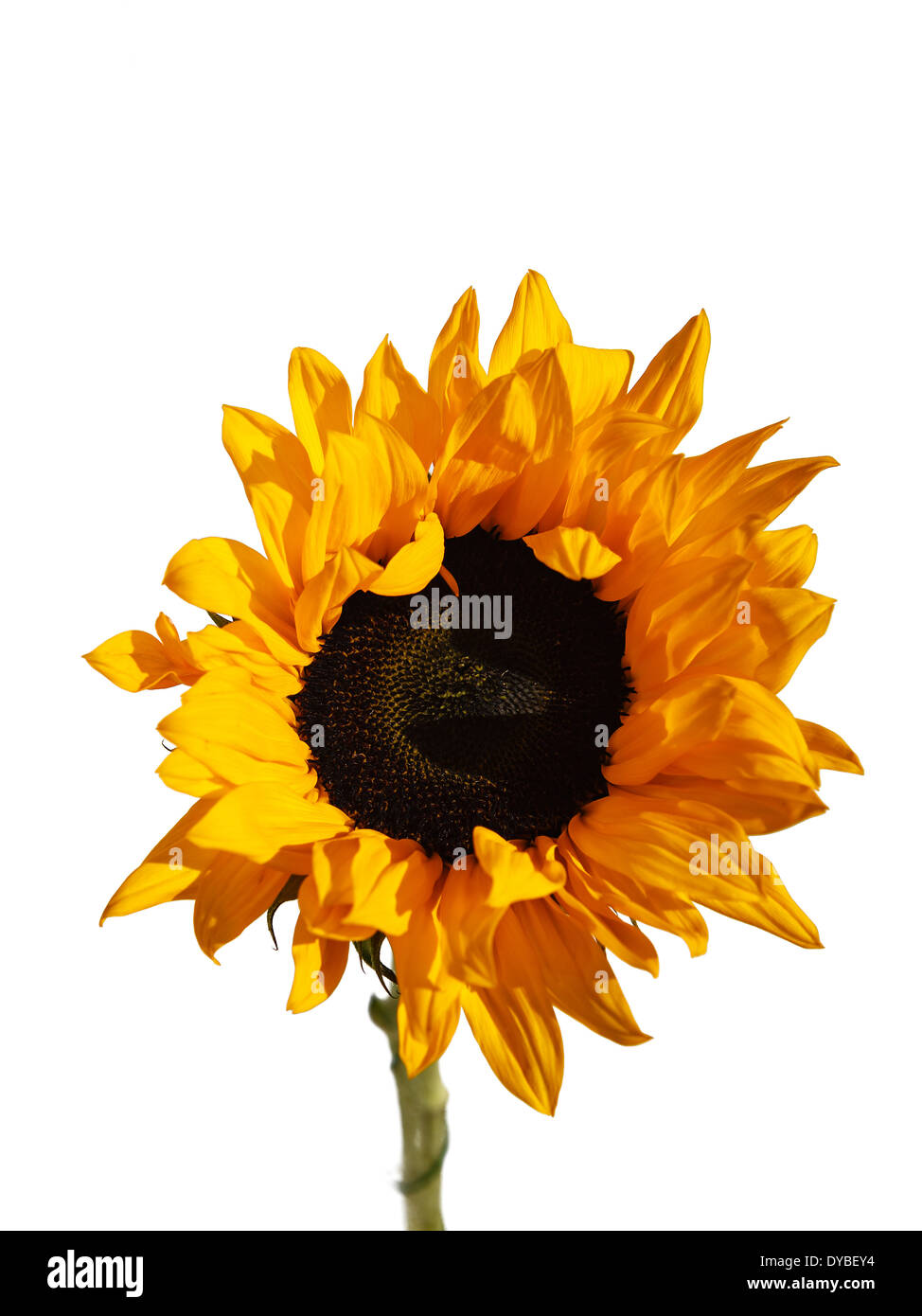 Small decorative garden sunflower on white background Stock Photo - Alamy