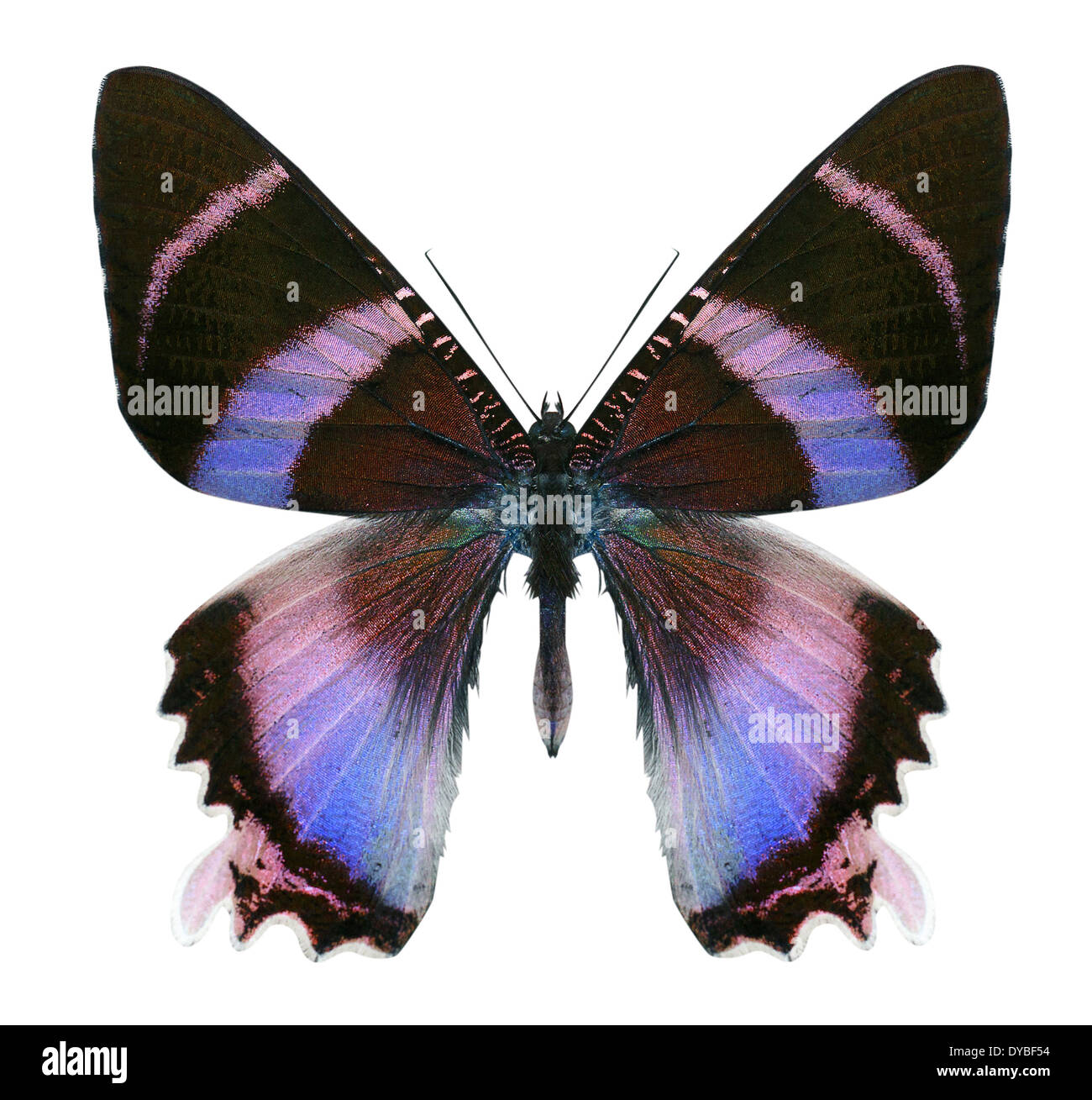 beautiful butterfly isolated on a white background Stock Photo - Alamy