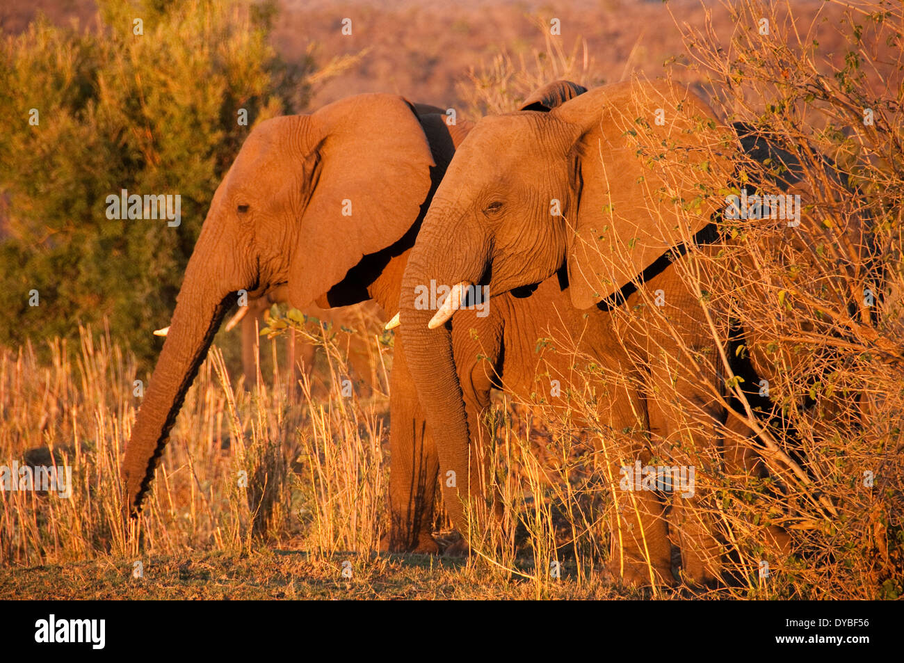 Letaba river hi-res stock photography and images - Alamy