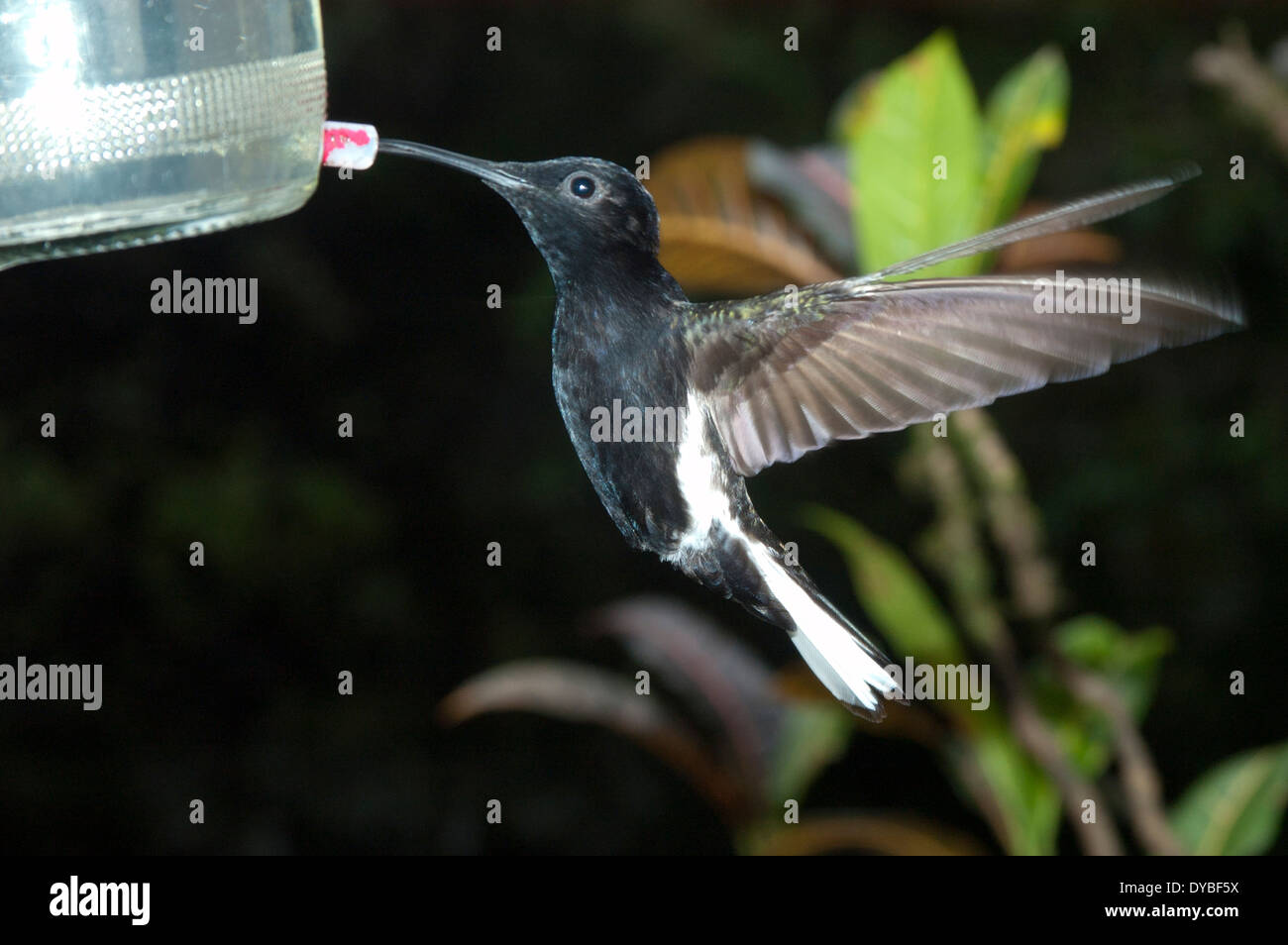Black jacobin hummingbird, Florisuga fusca, Museum of Biology Mello ...