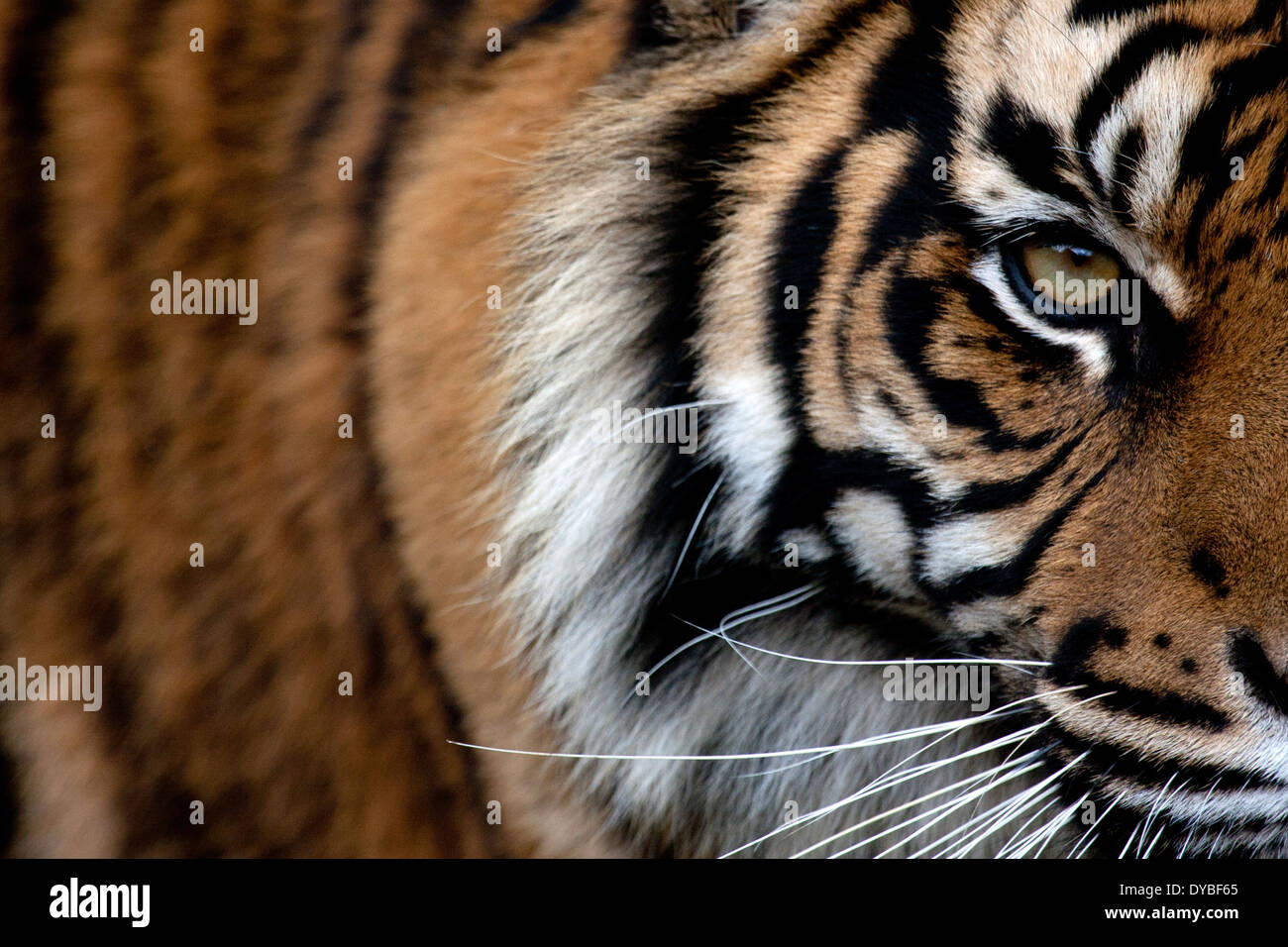 Abstract tiger hi-res stock photography and images - Alamy
