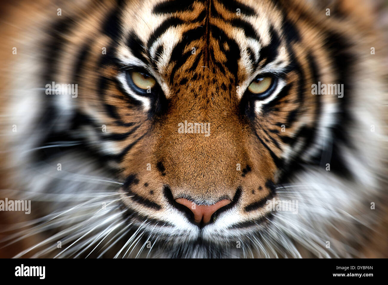 Tiger face hi-res stock photography and images - Alamy