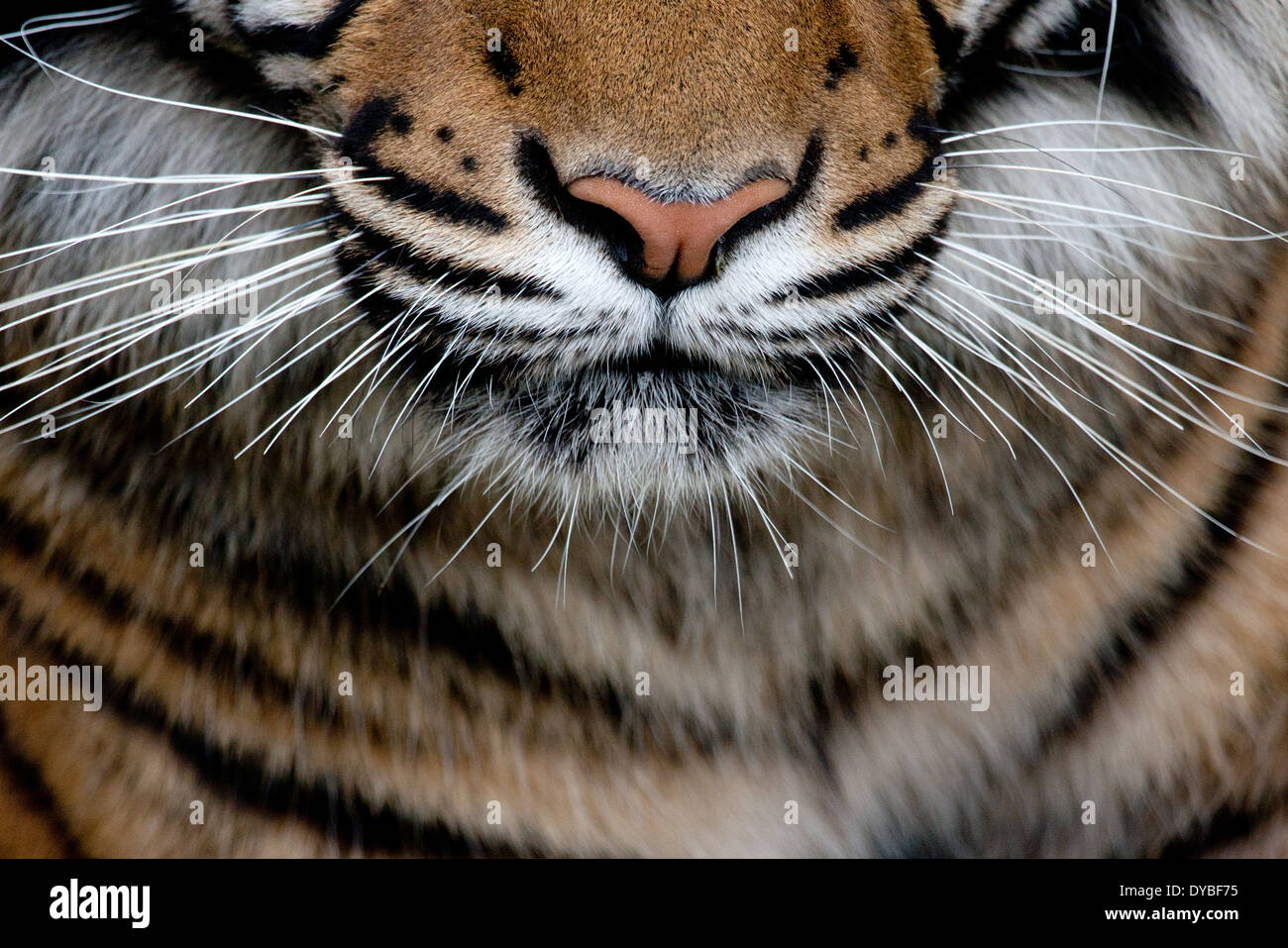 Tiger nose hi-res stock photography and images - Alamy