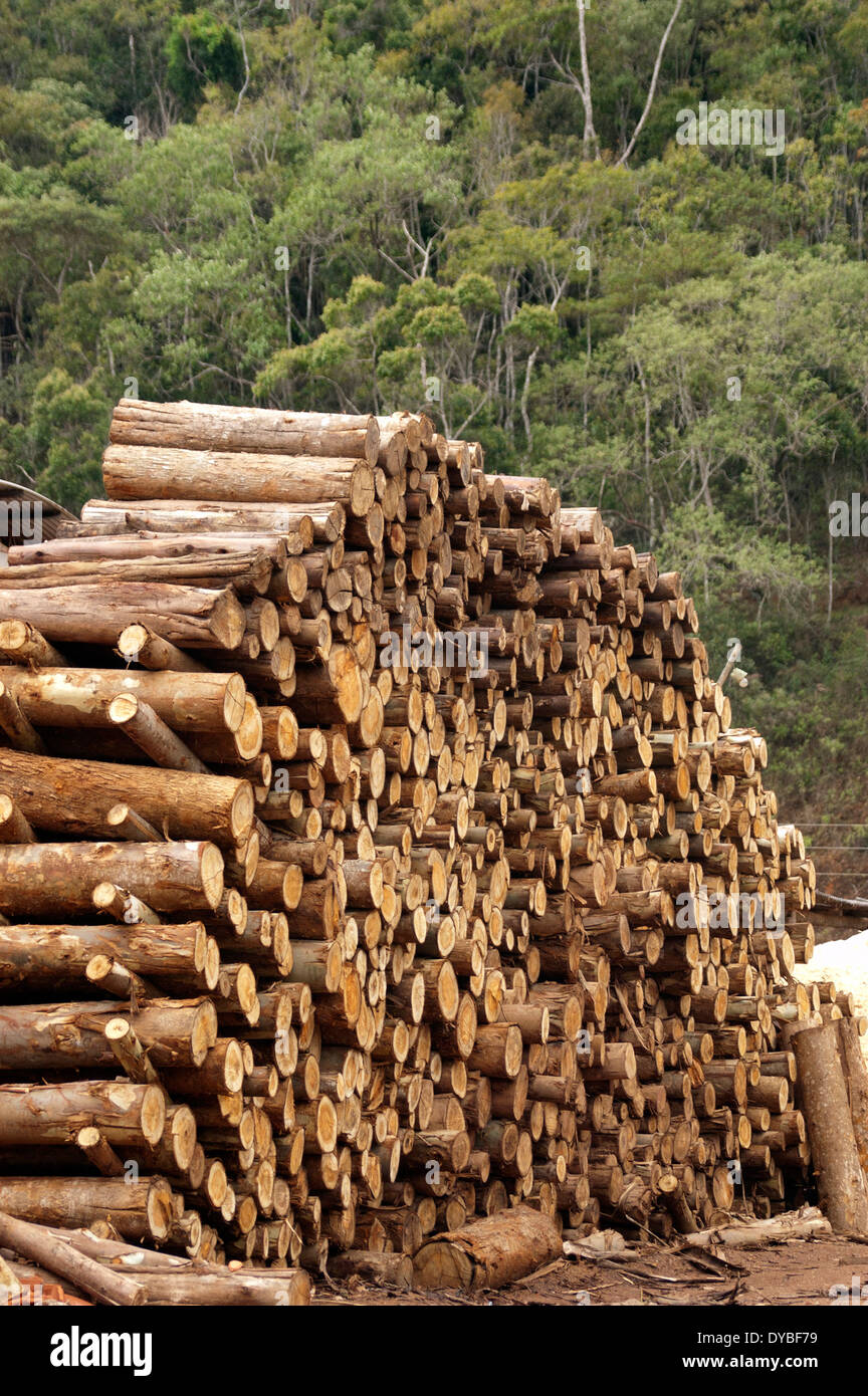 Pile of logs from a rainforest ready to be shipped, Espirito Santo ...