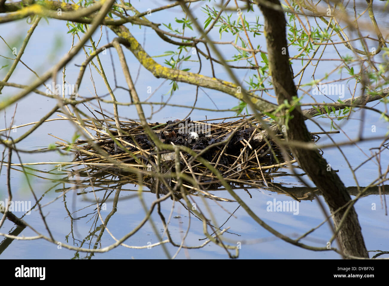 Great Crested Grebe nest with one egg Stock Photo - Alamy