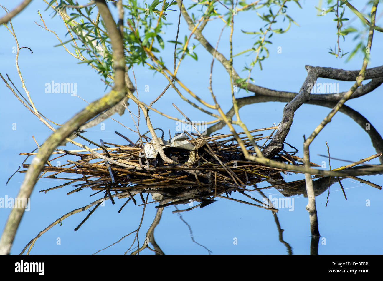 Great Crested Grebe nest Stock Photo - Alamy