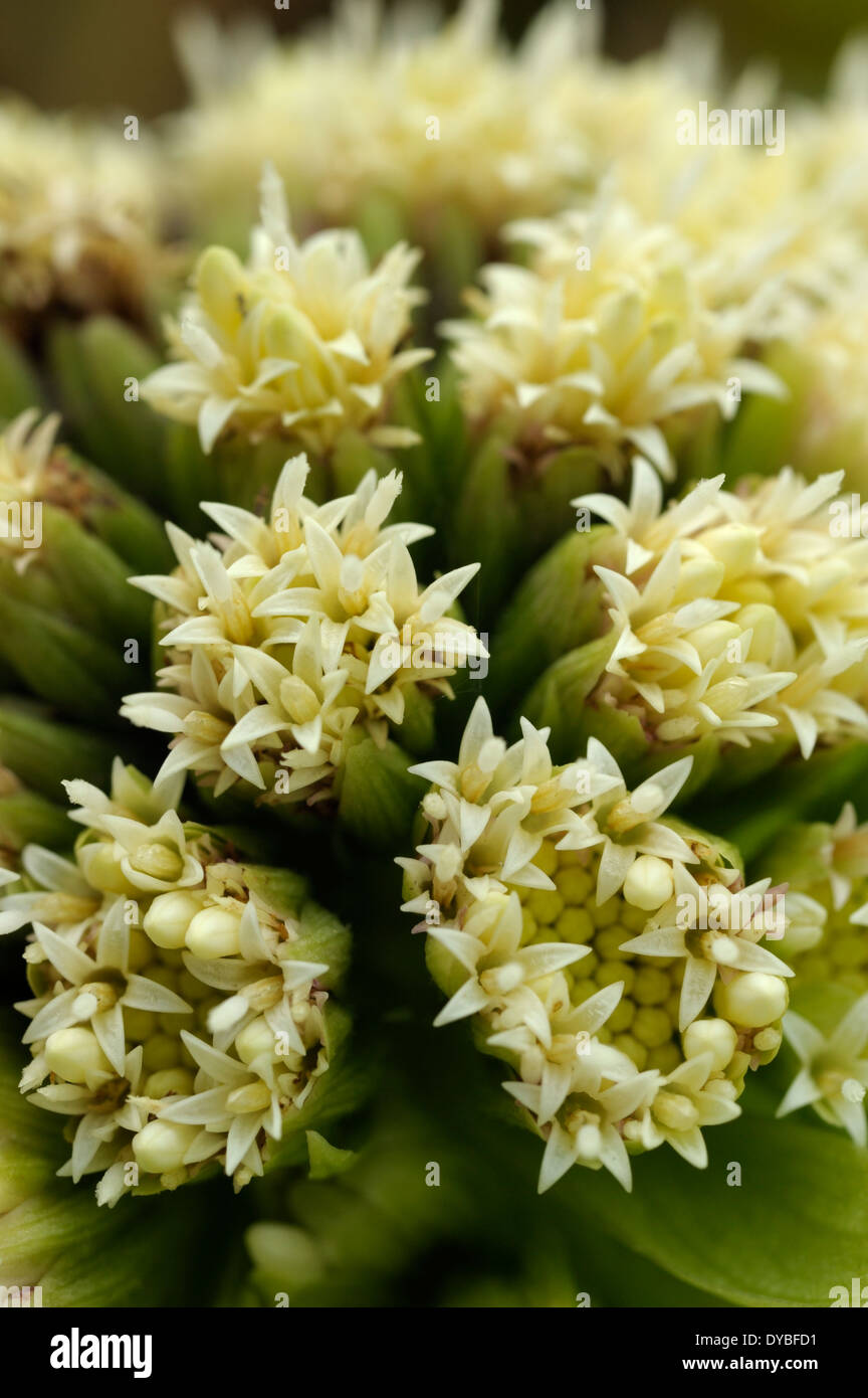 Giant Butterbur, Petasites japonicus Stock Photo - Alamy