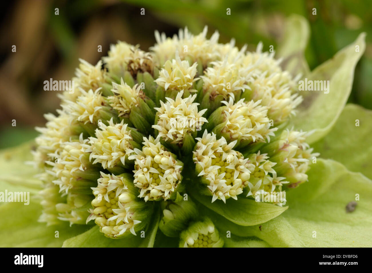 Giant Butterbur, Petasites japonicus, Flower Head Stock Photo - Alamy