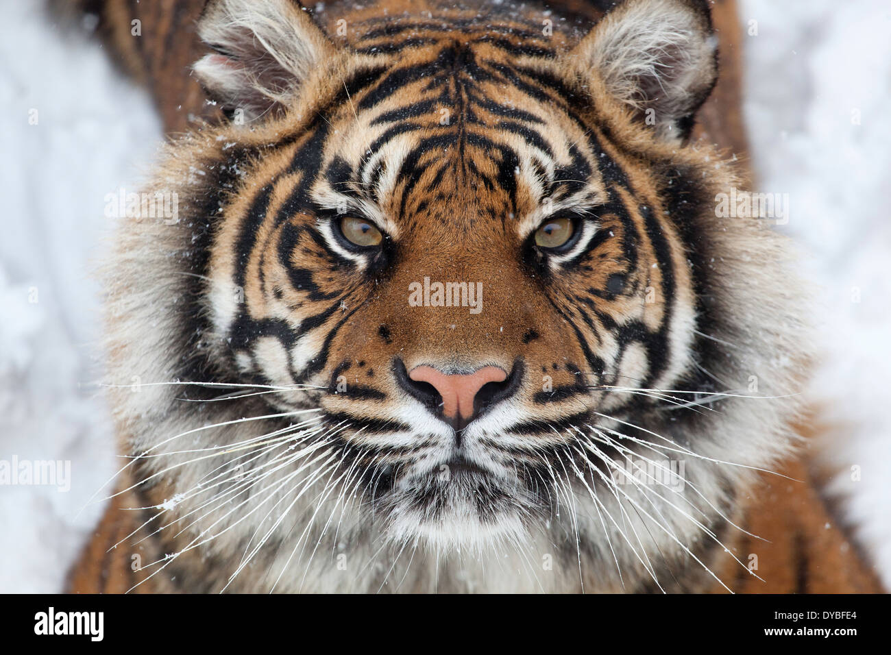 Tiger face hi-res stock photography and images - Alamy