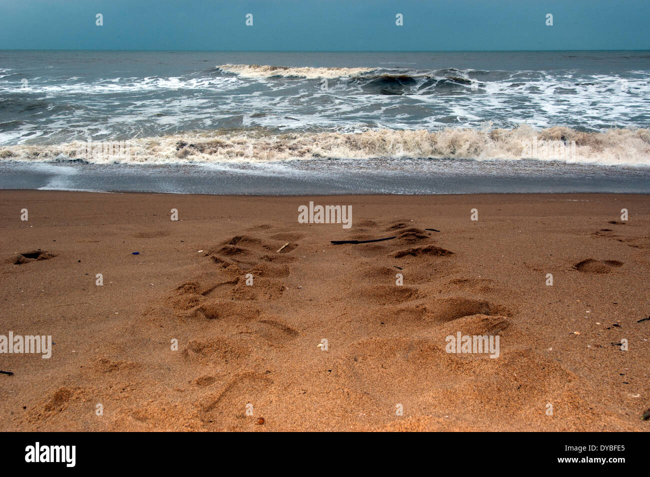Trail left in the sand by an endangered sea turtle after nesting in ...