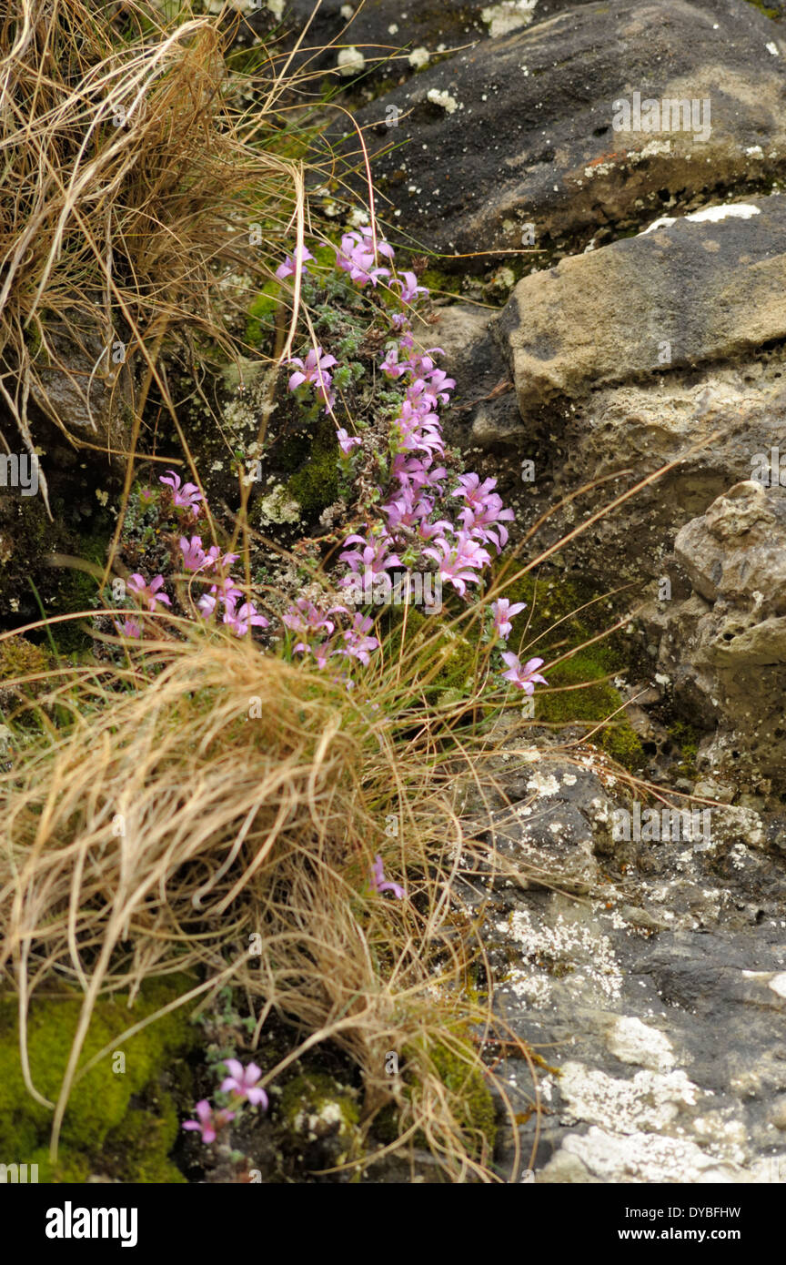 Purple mountain saxifrage hi-res stock photography and images - Alamy