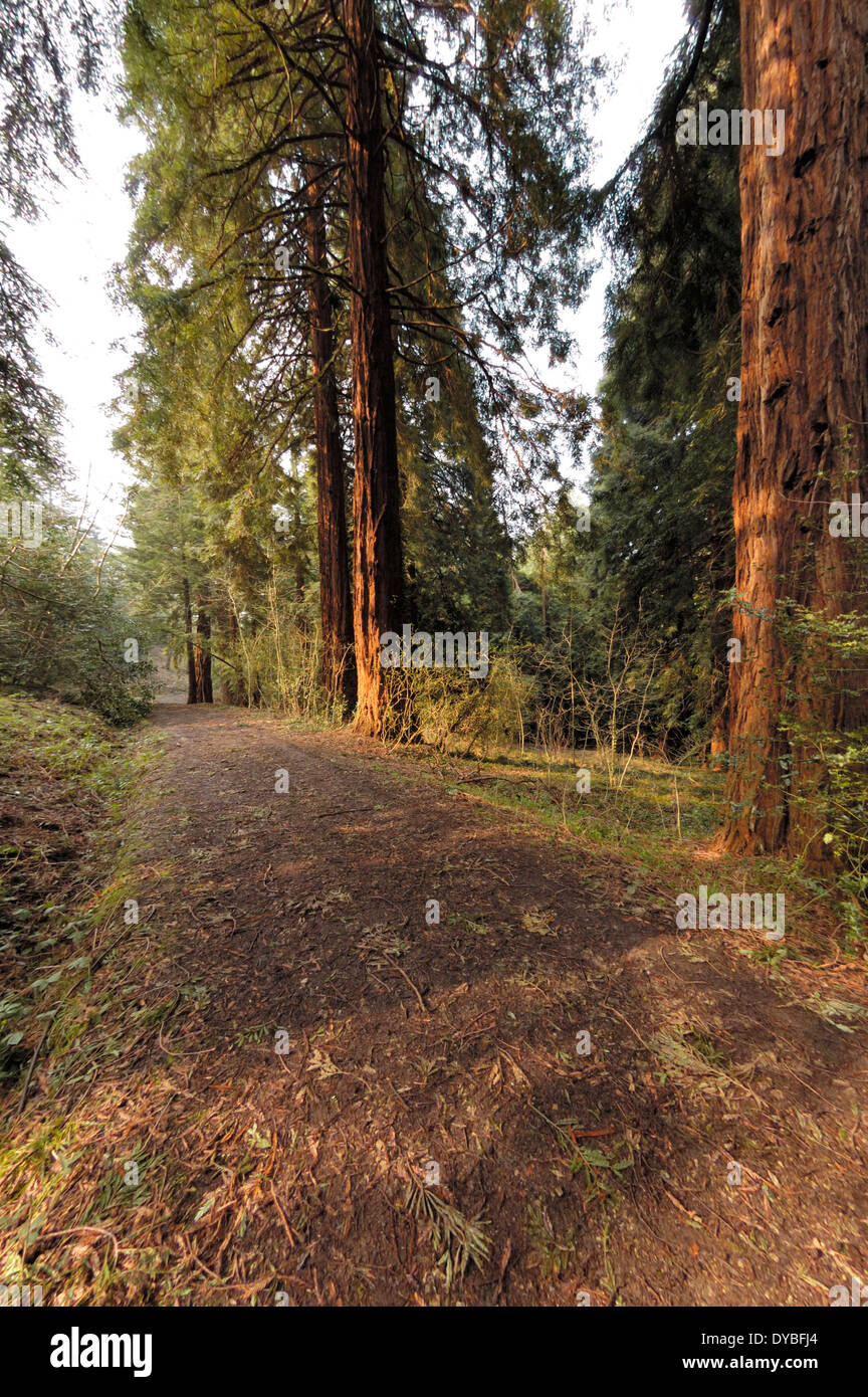 Coastal Redwood, Sequoia sempervirens Stock Photo - Alamy