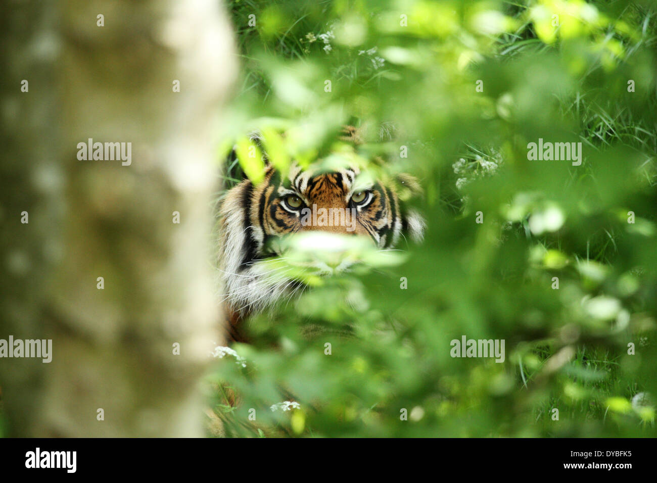 Tiger jungle hi-res stock photography and images - Alamy