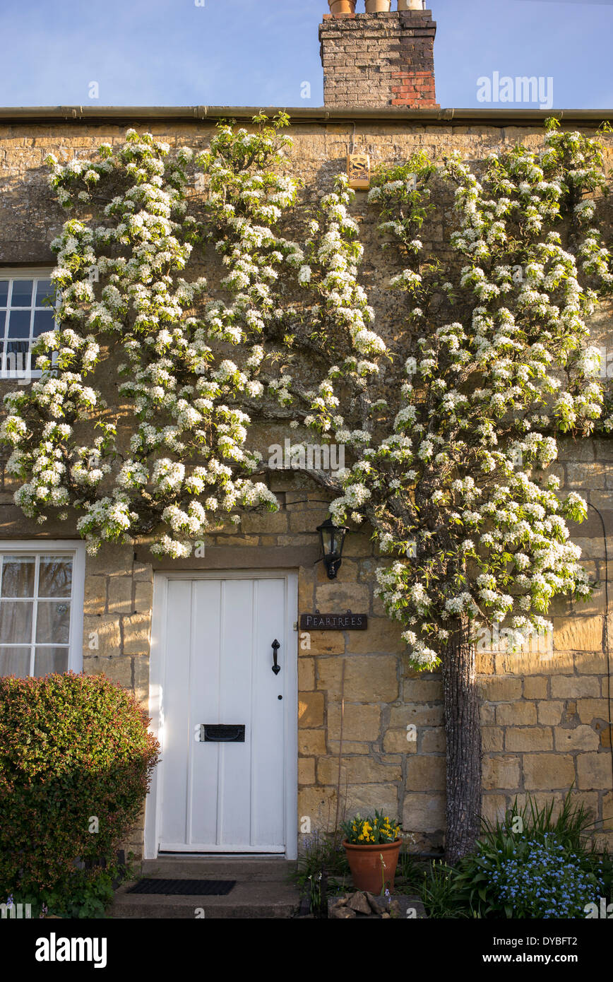 Fan trained Pear tree in blossom on a cottage in the village of ...